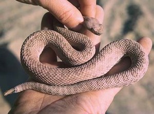 Prairie Rattlesnake - Facts, Habitat, Diet, Life Cycle, Pictures