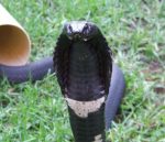 Rinkhals (Snake) - Facts, Habitat, Diet, Life Cycle, Pictures, and More