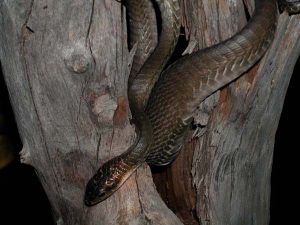 Rinkhals (Snake) - Facts, Habitat, Diet, Life Cycle, Pictures, and More