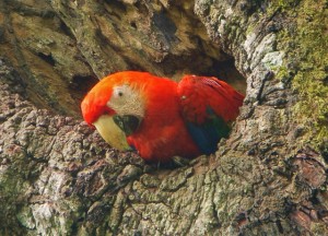 Scarlet Macaw - Facts, Habitat, Diet, Life Cycle, Pictures, and More