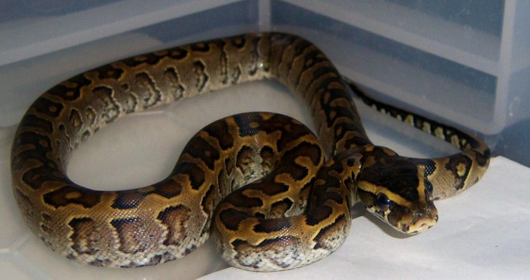 African Rock Python - Facts, Habitat, Diet, Life Cycle, Pictures