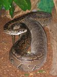 African Rock Python - Facts, Habitat, Diet, Life Cycle, Pictures