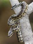 African Rock Python - Facts, Habitat, Diet, Life Cycle, Pictures