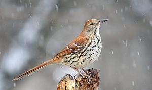 Brown Thrasher - Facts, Habitat, Diet, Life Cycle, Pictures