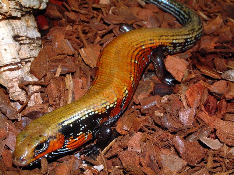 Fire Skink - Facts, Habitat, Diet, Life Cycle, Pictures