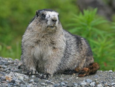 Hoary Marmot - Facts, Habitat, Diet, Life Cycle, Pictures