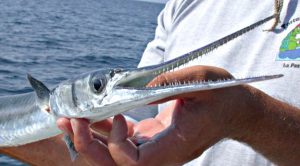 Houndfish - Facts, Habitat, Diet, Life Cycle, Pictures