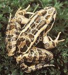 Pickerel Frog - Facts, Habitat, Diet, Life Cycle, Pictures
