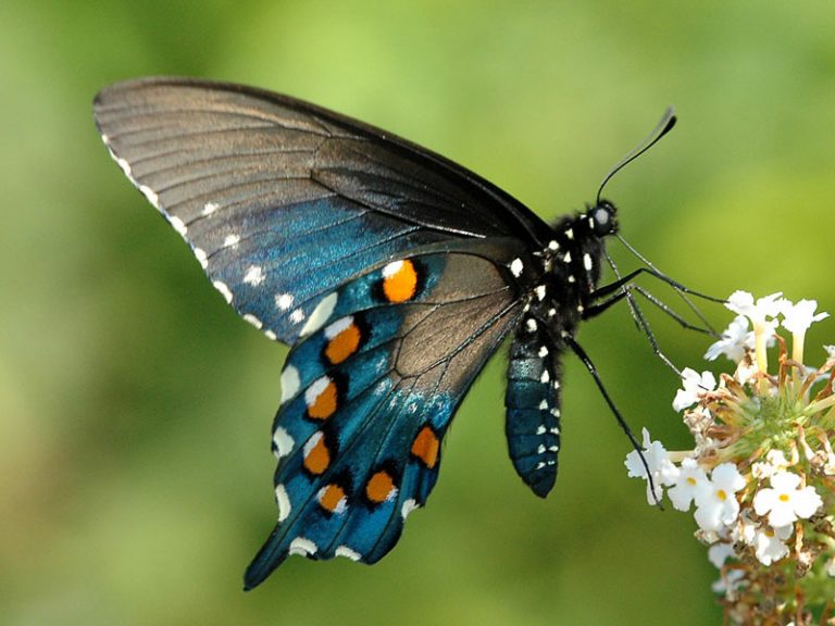 Pipevine Swallowtail - Facts, Habitat, Diet, Life Cycle, Pictures