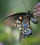 Pipevine Swallowtail - Facts, Habitat, Diet, Life Cycle, Pictures