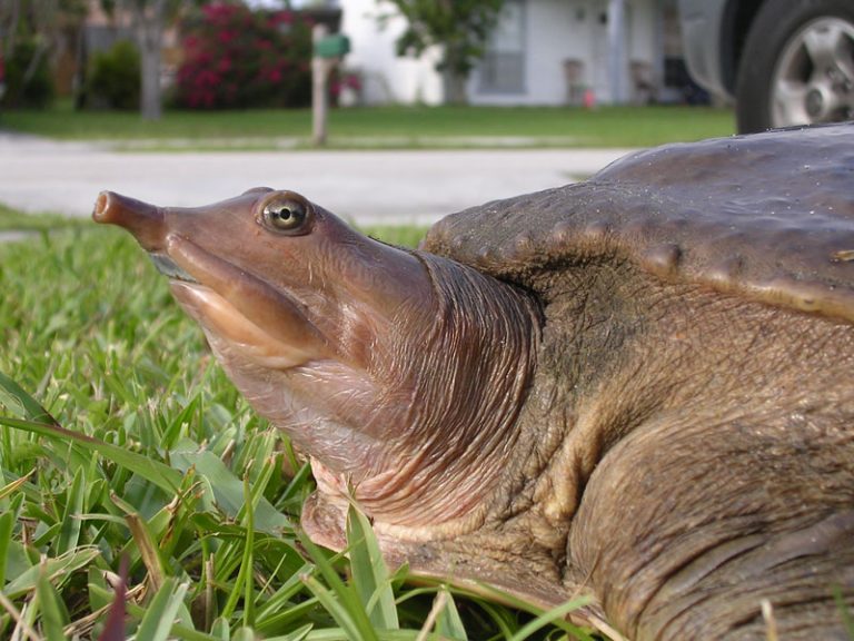 Spiny Softshell Turtle - Facts, Habitat, Diet, Life Cycle, Pictures