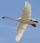 Trumpeter Swan - Facts, Habitat, Diet, Life Cycle, Pictures