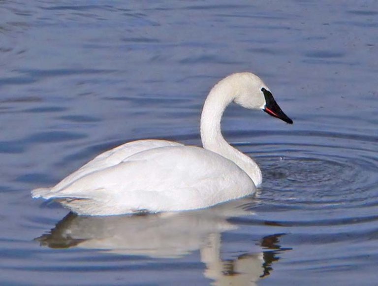 Trumpeter Swan - Facts, Habitat, Diet, Life Cycle, Pictures