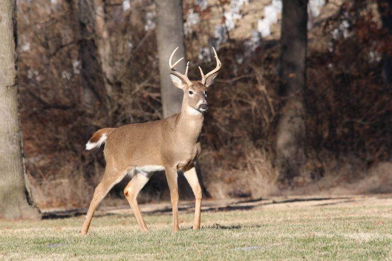 White-tailed Deer - Facts, Habitat, Range, Diet, and Pictures