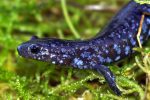 Blue Spotted Salamander - Facts, Habitat, Diet, Life Cycle, Pictures
