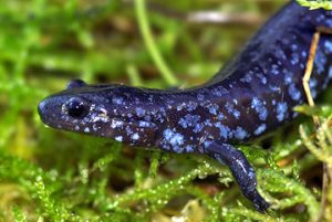 Blue Spotted Salamander - Facts, Habitat, Diet, Life Cycle, Pictures