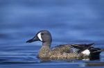 Blue Winged Teal - Facts, Habitat, Diet, Life Cycle, Pictures