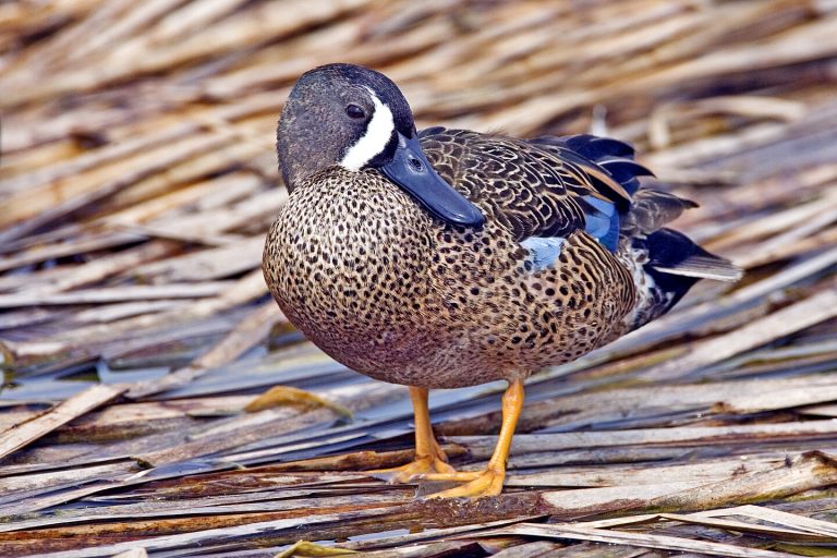 Blue Winged Teal - Facts, Habitat, Diet, Life Cycle, Pictures