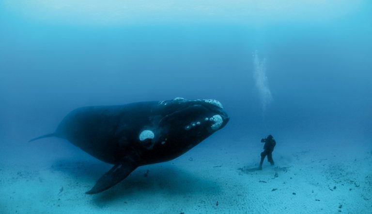 Bowhead Whale - Facts, Habitat, Diet, Life Cycle, Pictures