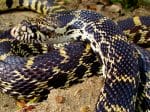 Bull Snake - Facts, Habitat, Diet, Life Cycle, Pictures