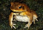 Cane Toad - Facts, Habitat, Diet, Life Cycle, Pictures, and More
