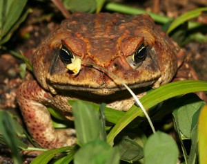 Cane Toad - Facts, Habitat, Diet, Life Cycle, Pictures, and More