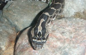 Eastern Massasauga Rattlesnake - Facts, Habitat, Diet, Life Cycle, Pictures