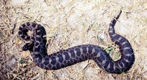 Eastern Massasauga Rattlesnake - Facts, Habitat, Diet, Life Cycle, Pictures