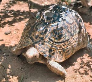 Leopard Tortoise - Facts, Habitat, Diet, Life Cycle, Pictures