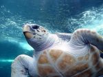 Loggerhead Sea Turtle - Facts, Habitat, Diet, Life Cycle, Pictures