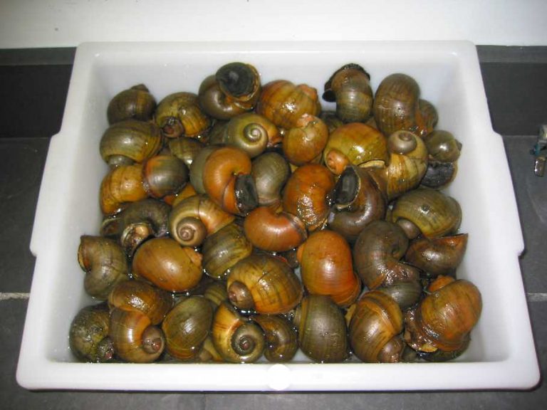 Pomacea Canaliculata - Facts, Habitat, Diet, Life Cycle, Pictures