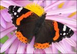 Red Admiral Butterfly - Facts, Habitat, Diet, Life Cycle, Pictures