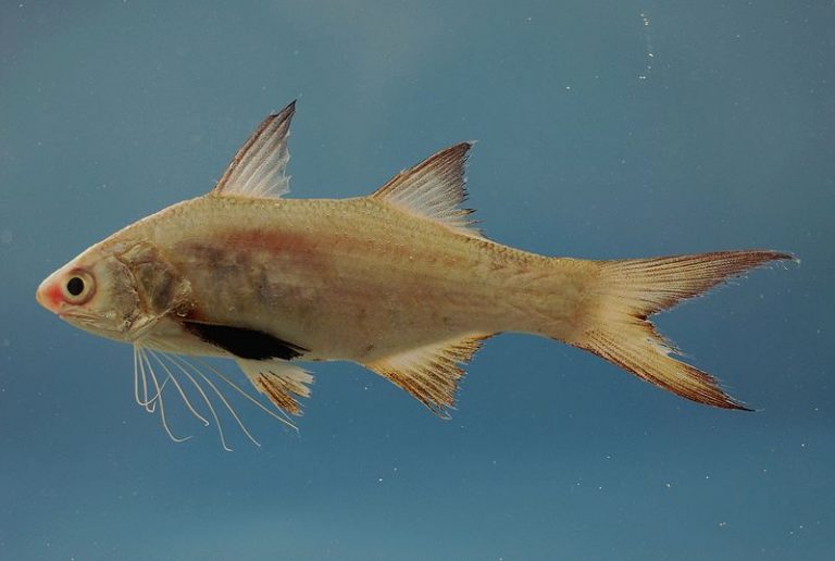 Threadfin - Facts, Habitat, Diet, Life Cycle, Pictures, and More