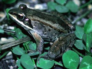Wood Frog - Facts, Habitat, Diet, Life Cycle, Pictures, and More