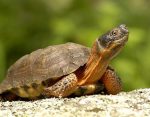Wood Turtle - Facts, Habitat, Diet, Life Cycle, Pictures, and More