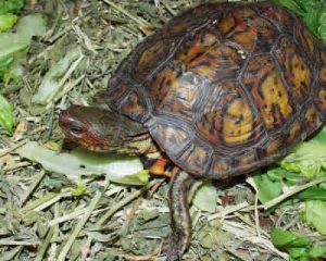 Wood Turtle - Facts, Habitat, Diet, Life Cycle, Pictures, and More