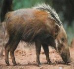Bushpig - Facts, Habitat, Diet, Life Cycle, Pictures, and More