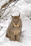 Canada Lynx - Facts, Habitat, Diet, Life Cycle, Pictures
