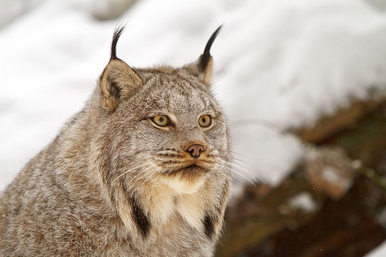 Canada Lynx - Facts, Habitat, Diet, Life Cycle, Pictures