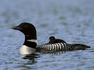 Common Loon - Facts, Habitat, Diet, Life Cycle, Pictures, and More