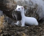 Long Tailed Weasel - Facts, Habitat, Diet, Life Cycle, Pictures
