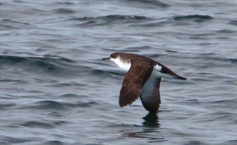 Manx Shearwater - Facts, Habitat, Diet, Life Cycle, Pictures