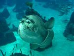 Ocean Sunfish - Facts, Habitat, Diet, Life Cycle, Pictures