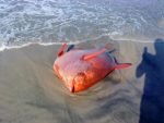 Opah (Fish) - Facts, Habitat, Diet, Life Cycle, Pictures