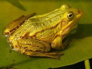 Pool Frog - Facts, Habitat, Diet, Life Cycle, Pictures, and More
