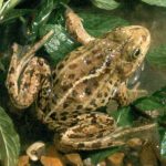 Pool Frog - Facts, Habitat, Diet, Life Cycle, Pictures, and More