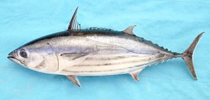Skipjack Tuna - Facts, Habitat, Diet, Life Cycle, Pictures