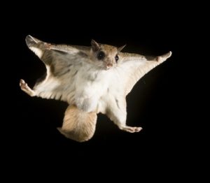 Southern Flying Squirrel - Facts, Habitat, Diet, Life Cycle, Pictures