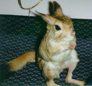 Springhare - Facts, Habitat, Diet, Life Cycle, Pictures