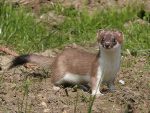 Stoat - Facts, Habitat, Diet, Life Cycle, Pictures, and More